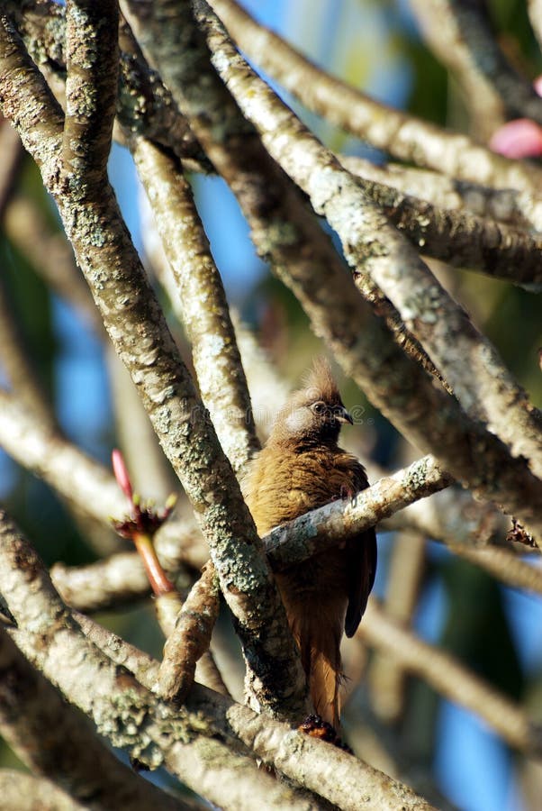 Long-tailed Cuckoo Hidden in a Tree Stock Image - Image of tailed ...
