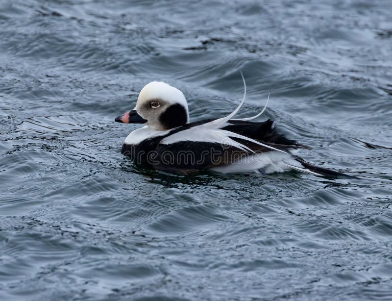 A Duck Floating in the Water Near Land in a Body of Water Stock Photo ...