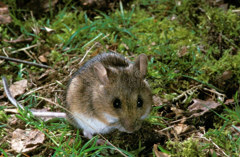 Long-Tailed Field Mouse, Apodemus Sylvaticus, Adult Stock Image - Image ...