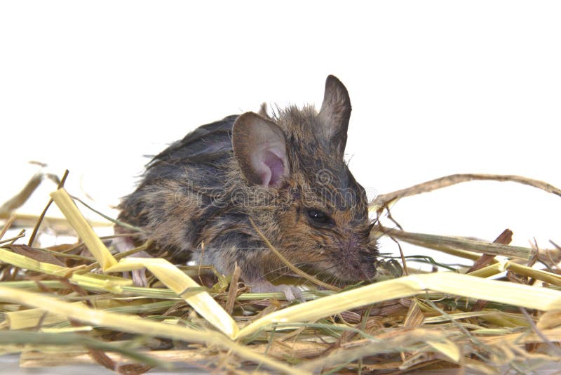 Long Tailed Field Mouse - Wood Mouse Stock Image - Image of mammal ...