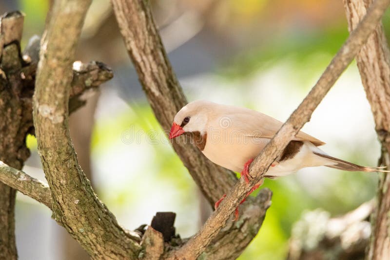 Long Tailed Finch Bird Poephila Acuticauda Stock Image - Image of ...