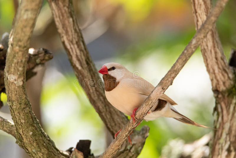 Long Tailed Finch Bird Poephila Acuticauda Stock Image - Image of ...