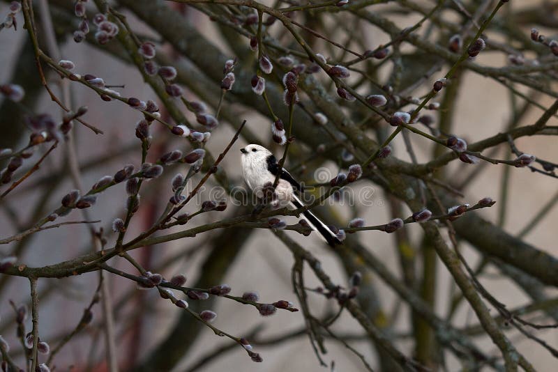 Long-tailed Flycatcher in the Woods Stock Photo - Image of beautiful ...