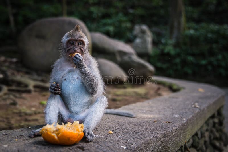 A Long Tailed Grey Monkey Sitting and Eating a Fresh Orange, UBUD ...