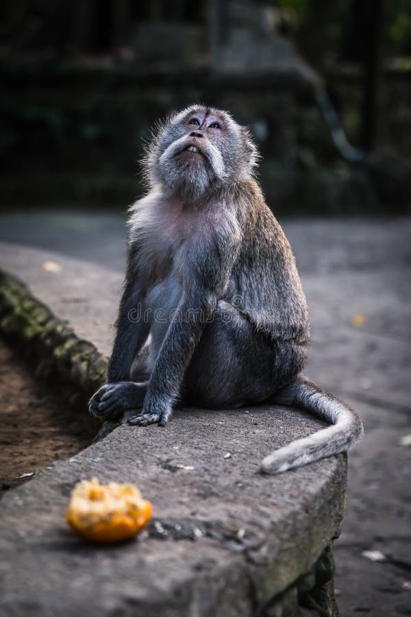 A Long Tailed Grey Monkey Sitting on a Wall and Looking into the Sky ...