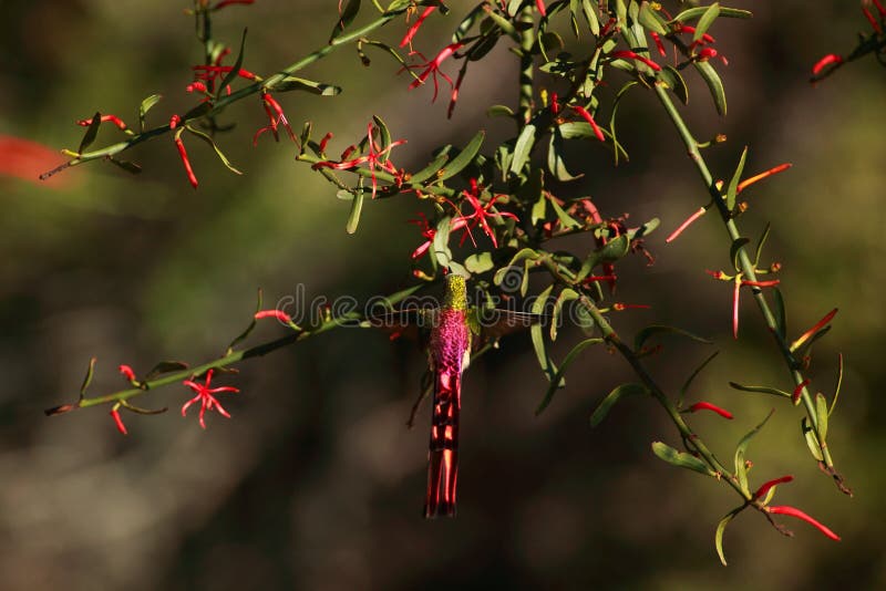 Long-tailed Hummingbird in Argentina Stock Image - Image of multicolor ...