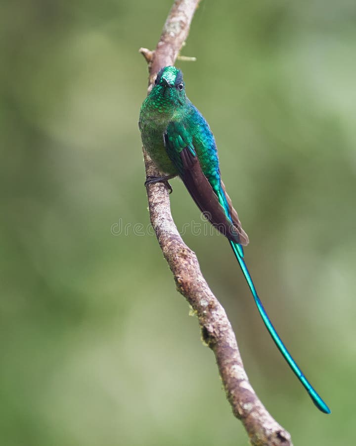 Long-tailed Hummingbird Perched on a Vertical Branch Stock Image ...
