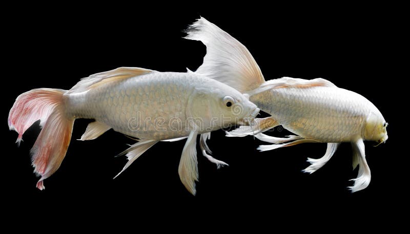 Long-tailed Koi Fish or Butterfly - Has a Long Tail that Resembles a ...