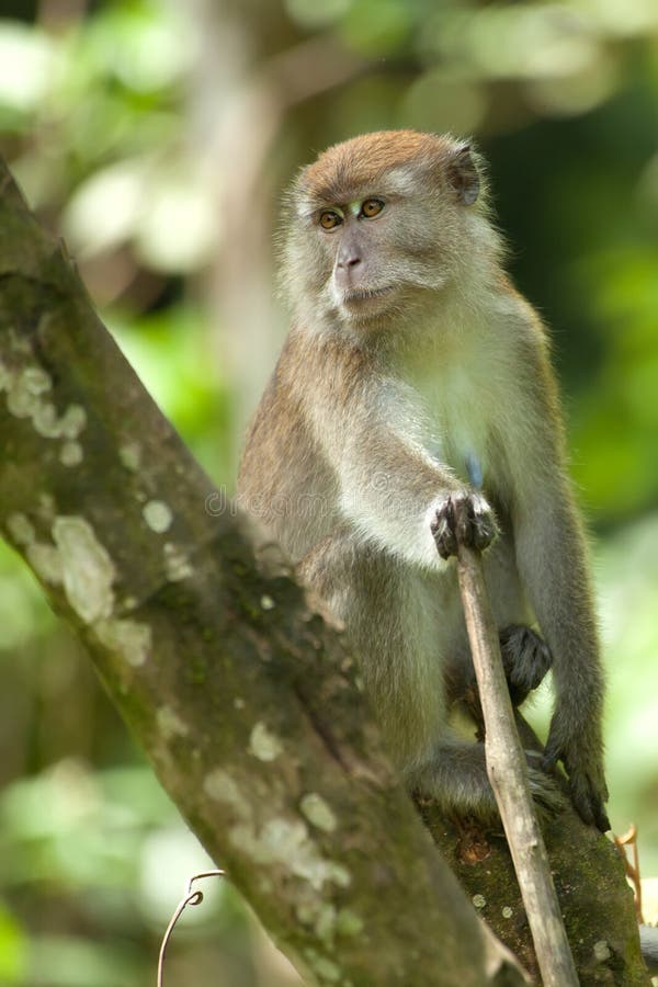 Long tailed macaque stock photo. Image of tree, long - 15569982