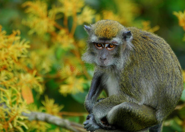 7,977 Tailed Macaque Stock Photos - Free & Royalty-Free Stock Photos ...