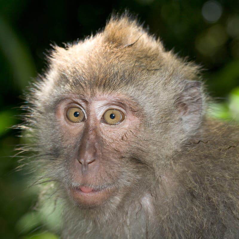 Monkey stock image. Image of yellow, animal, face, wildlife - 3984553
