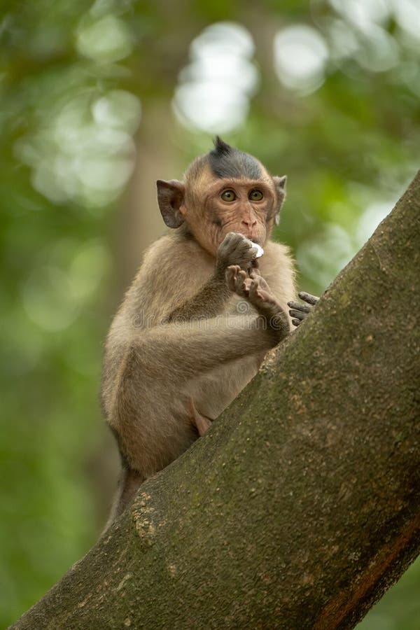 Long-tailed Macaque Bites Shiny Object on Branch Stock Photo - Image of ...