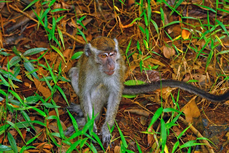 Long-tailed Macaque, Borneo, Malaysia Stock Image - Image of hand ...