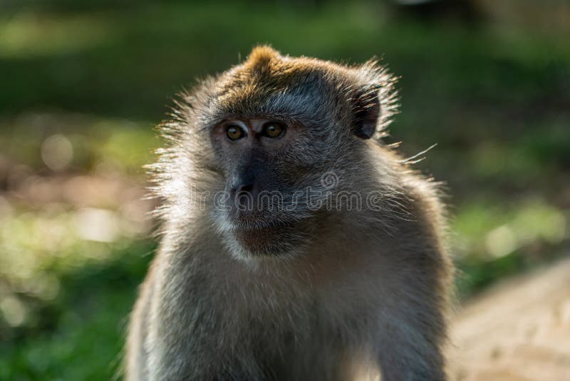 Long-tailed Macaque Close Up Portrait. Intense Looking Monkey Stock ...