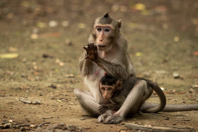 Long-tailed Macaque Grooms Hand while Carrying Baby Stock Photo - Image ...