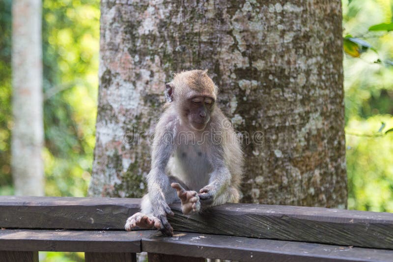 Monkey at Monkey Forest Sanctuary in Ubud Stock Photo - Image of forest ...