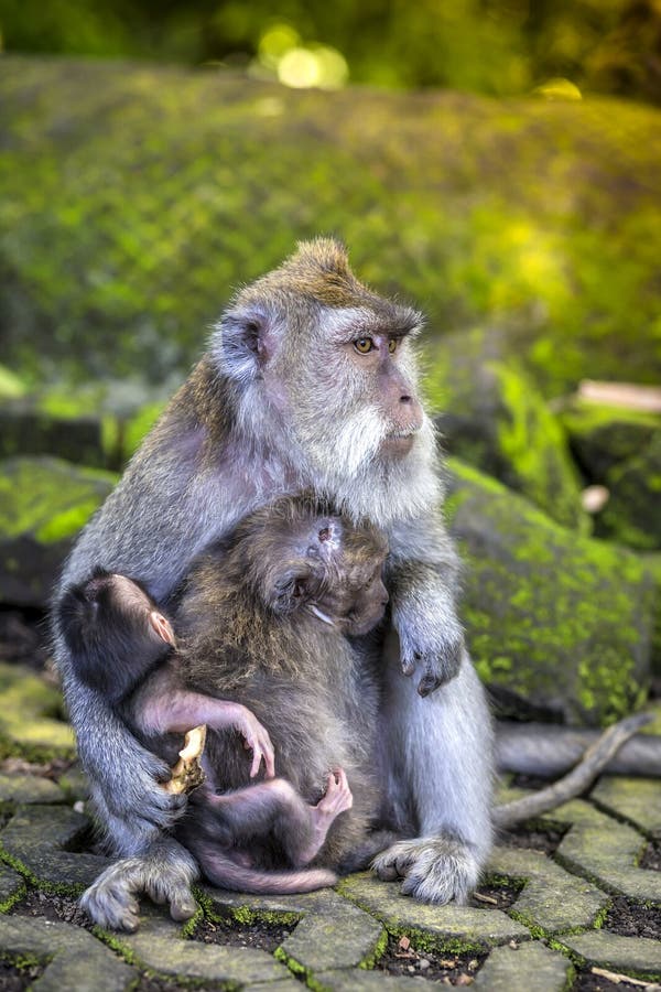 Long Tailed Macaque with Her Infant Stock Image - Image of suckle, baby ...