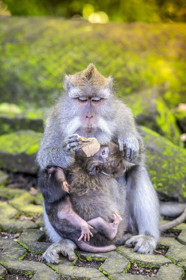 Long Tailed Macaque with Her Infant Stock Image - Image of suckle, baby ...