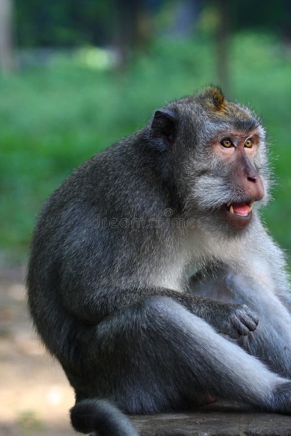 Long Tailed Macaque Looking a Bit Angry Stock Image - Image of macaque ...