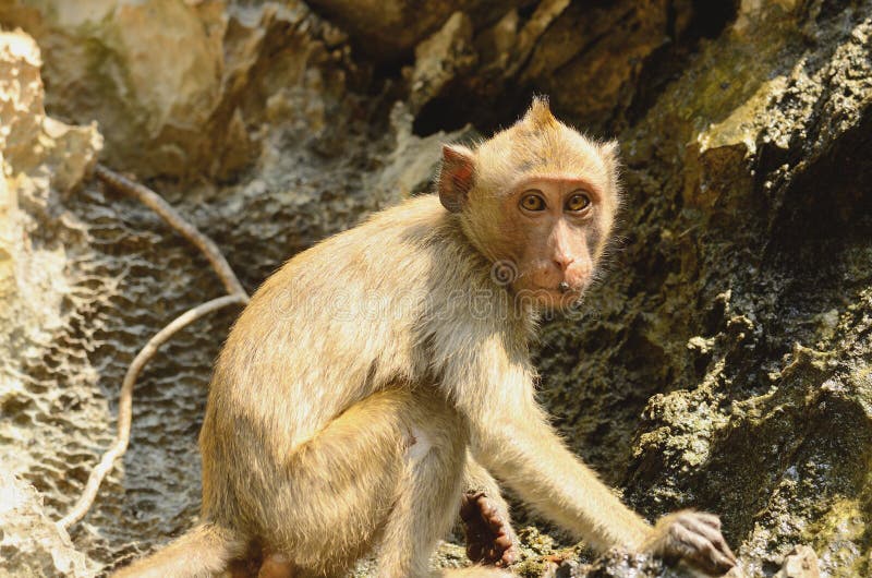 Long-tailed Macaque (Macaca Fascicularis) Stock Image - Image of ...