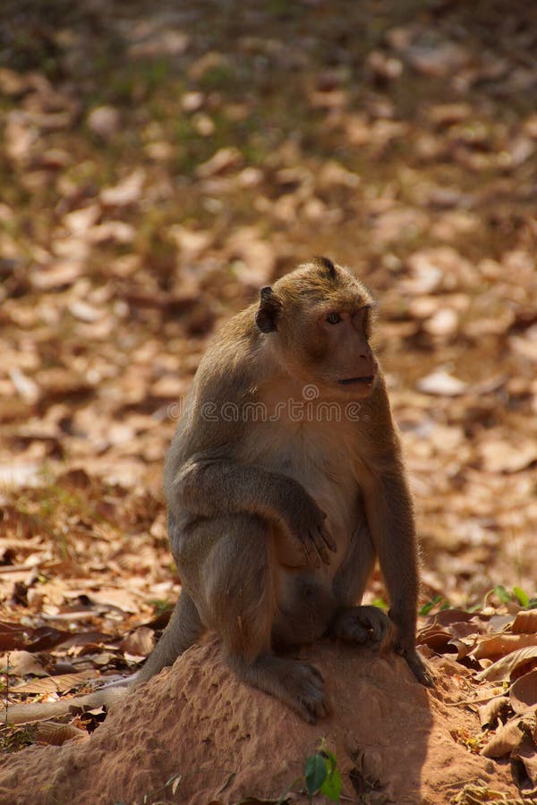 Long tailed macaque stock image. Image of tailed, fascicularis - 53054857