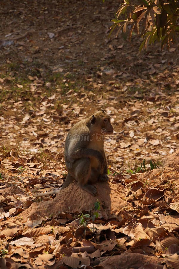 Long tailed macaque stock image. Image of angkor, foraging - 53087547