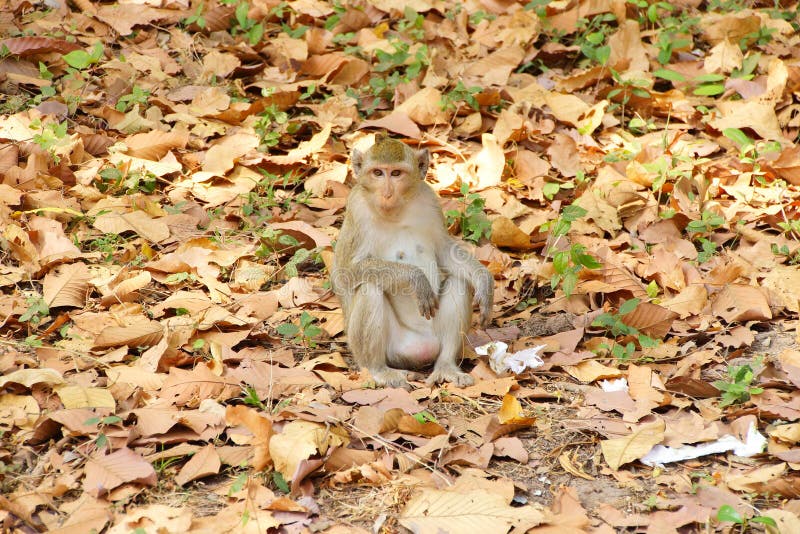 Long tailed macaque stock image. Image of macaca, tailed - 53526737
