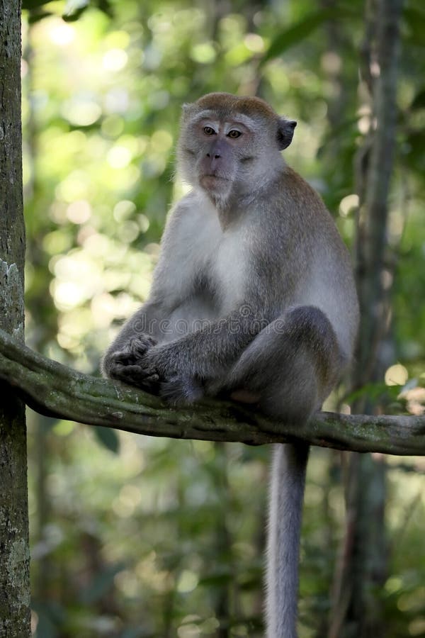 Long-tailed Macaque, Macaca Fascicularis Stock Image - Image of mammal ...