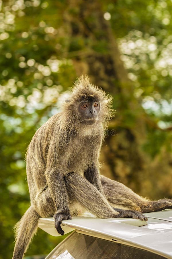 Portrait Silvered Leaf Monkey Trachypithecus Cristatus or Silvery ...
