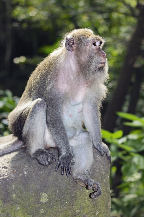 Long tailed Macaque monkey stock photo. Image of tailed - 58675084