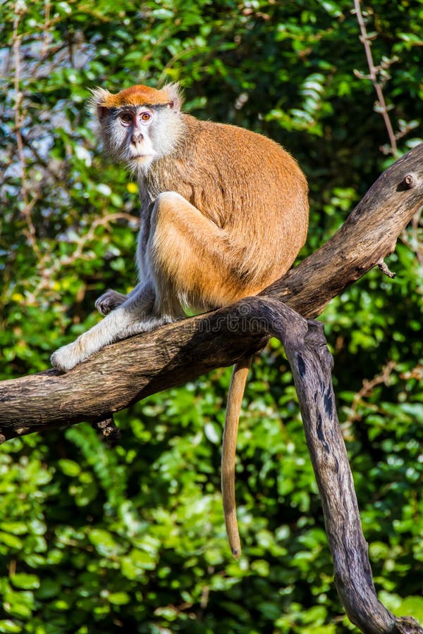 Long-tailed Macaque Monkey stock image. Image of face - 51448225