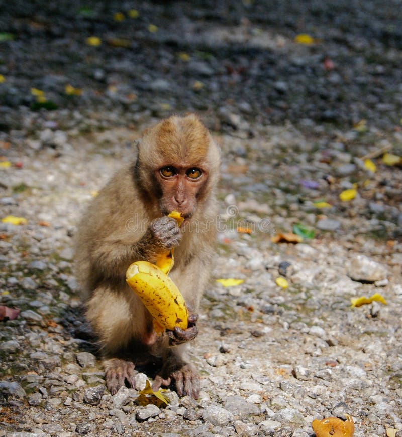 1,788 Monkey Eat Banana Stock Photos - Free & Royalty-Free Stock Photos ...