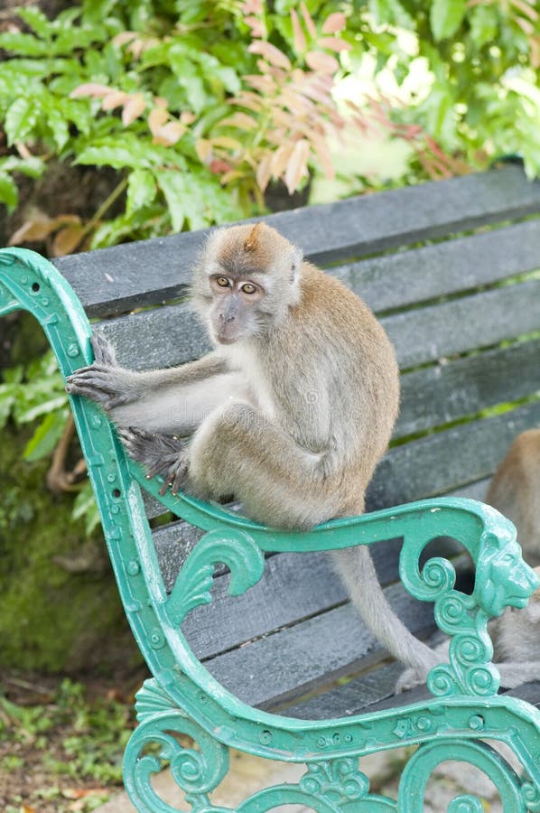 Singapore Long-tailed Macaque Stock Photo - Image of monkey ...
