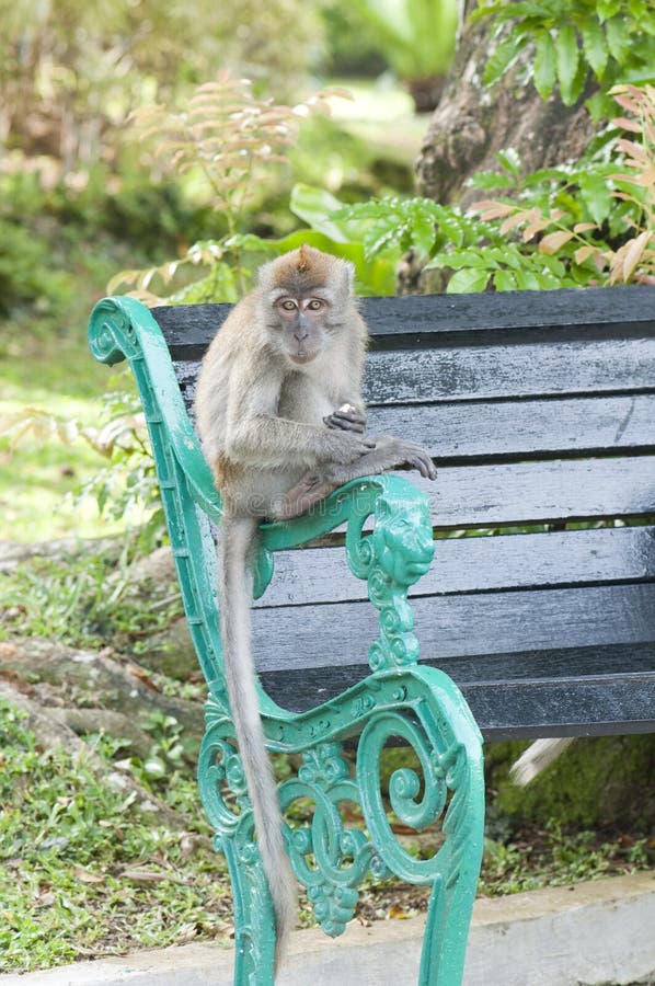 Long tailed macaque monkey stock image. Image of brown - 76491481