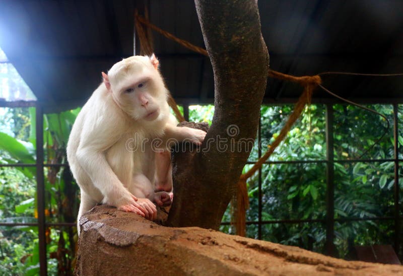 Long-tailed Macaque Monkey Sitting on Tree Branch Stock Image - Image ...