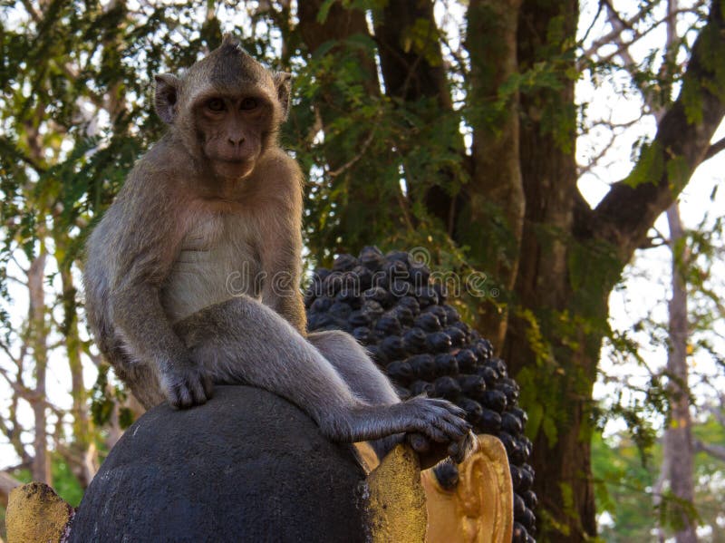 Long Tailed Macaque Monkey stock image. Image of kampong - 167172061