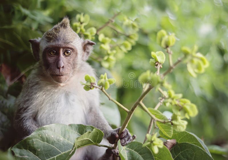 Long Tailed Macaque Monkeys Baby Stock Image - Image of close, face ...