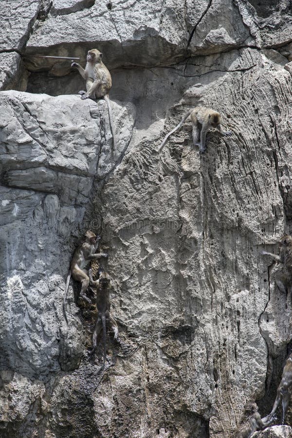 Long Tailed Macaque,monkeys Climbing and Sit on a Rock Mountain Stock ...