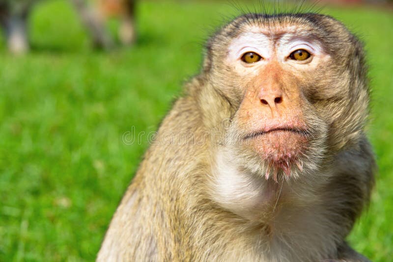 Happy Laughing Macaque Monkey Stock Photo - Image of happy, monkey ...