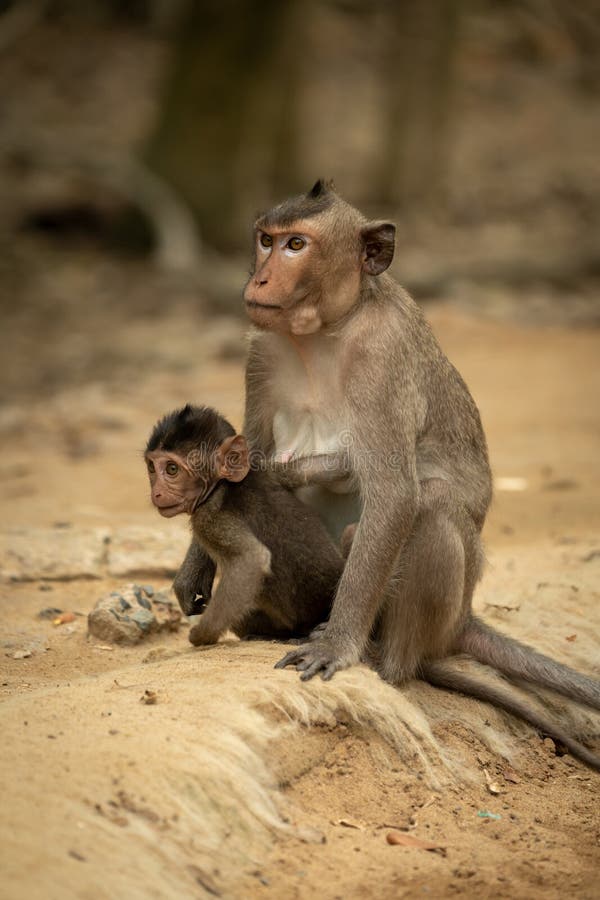 Long-tailed Macaque Sits with Baby on Sand Stock Image - Image of ...