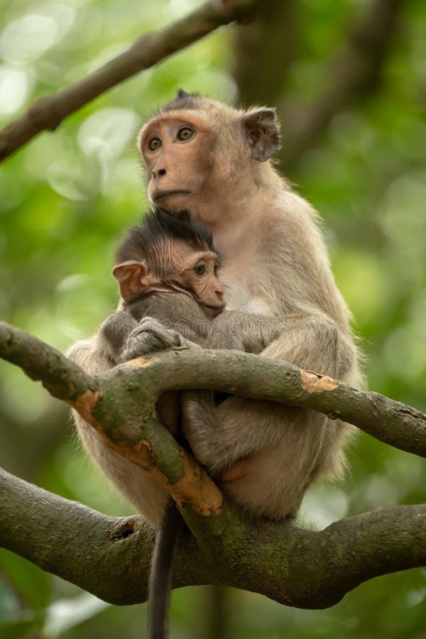 Long-tailed Macaque Sits Cuddling Baby in Tree Stock Photo - Image of ...