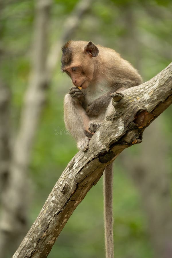 Long-tailed Macaque Sits Eating Fruit on Branch Stock Photo - Image of ...