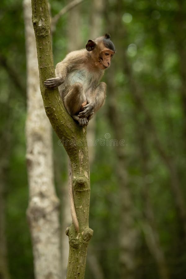 Long-tailed Macaque Sits Looking Down from Tree Stock Photo - Image of ...