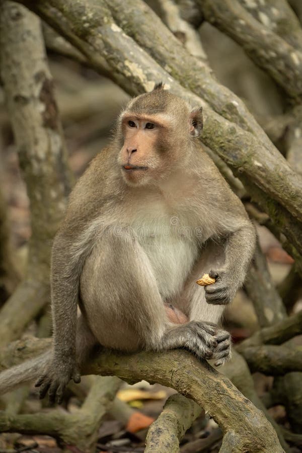 Long-tailed Macaque Sits Eating Fruit on Branch Stock Photo - Image of ...
