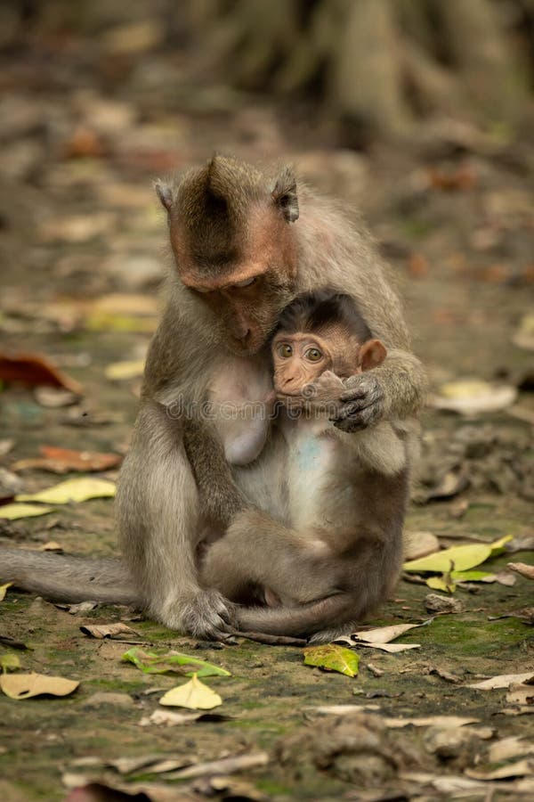 Long-tailed Macaque Sits Nursing Baby among Leaves Stock Photo - Image ...