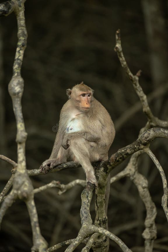 Long-tailed Macaque Sits on Tangled Dead Branches Stock Photo - Image ...