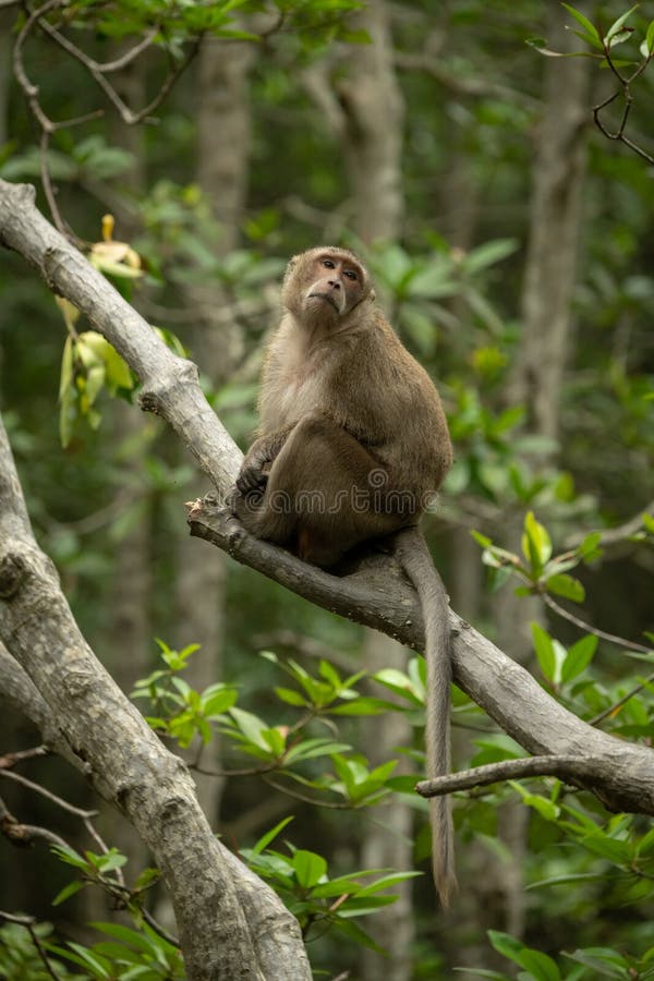Long-tailed Macaque Sits Eating Fruit on Branch Stock Image - Image of ...