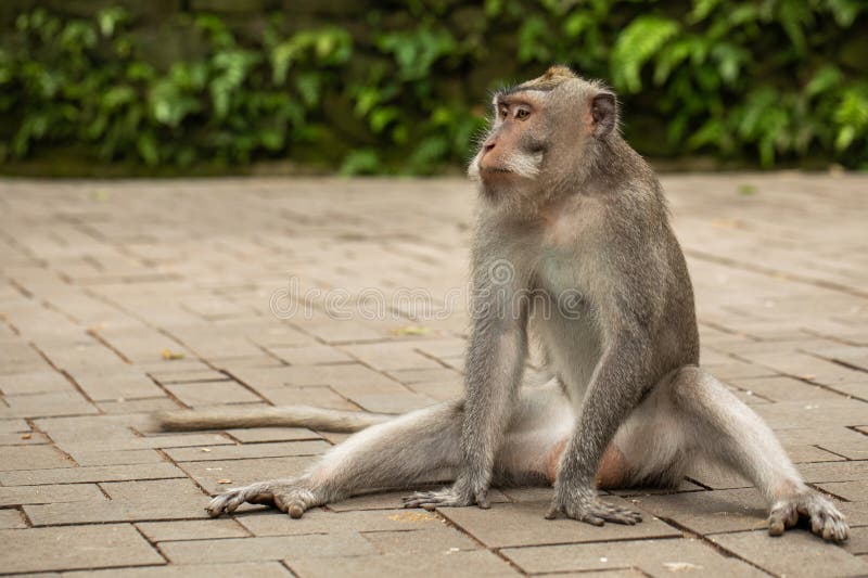A Long-tailed Macaque is Sitting on a Footpath in the Ubud Monkey ...