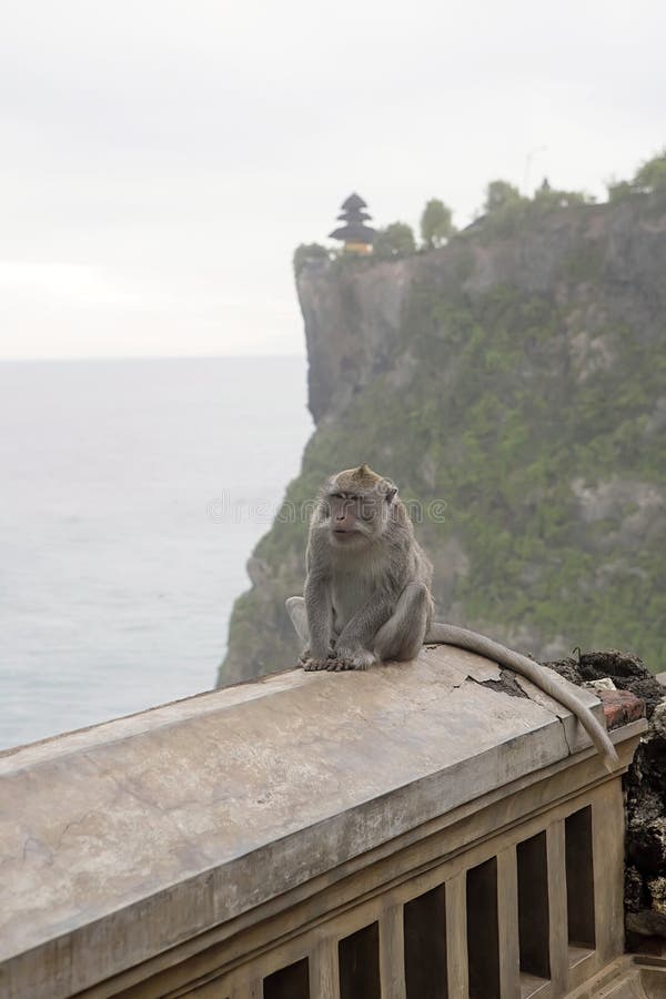 Long-tailed Macaque, the Temple of Uluwatu, Bali. Indonesia Stock Image ...