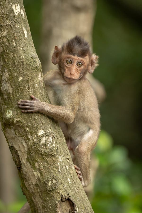 Long-tailed Macaque on Tree with Curled Tail Stock Image - Image of ...